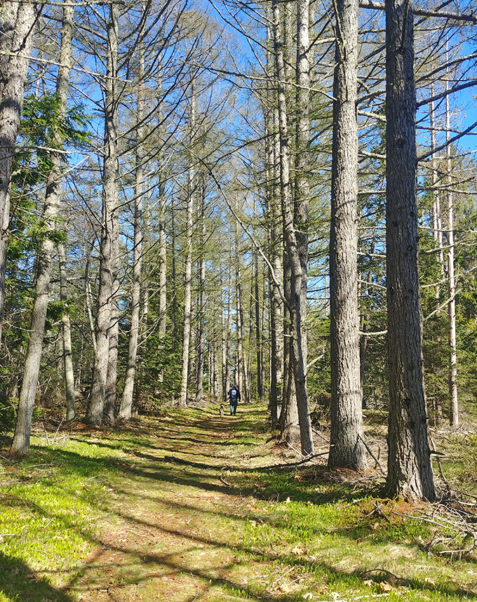 Sunlight filters through the canopy, creating nature's own light show that changes with every passing cloud and breeze.
