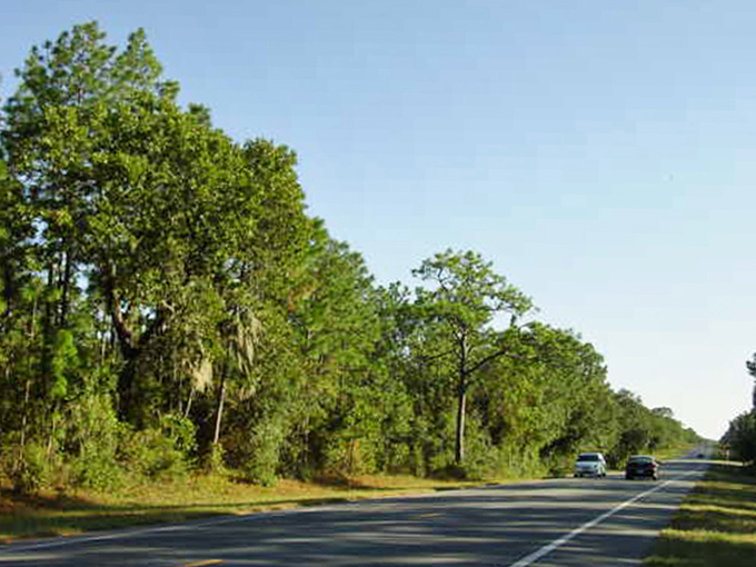 The road less traveled beckons through a tunnel of green, promising adventures that won't show up on any travel app.