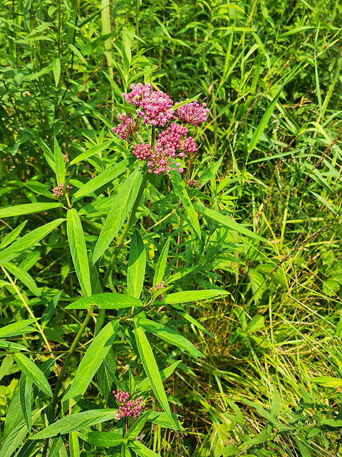 Swamp milkweed's pink blooms aren't just pretty faces &ndash; they're butterfly magnets and vital pollinator pit stops in Shiawassee's ecosystem.