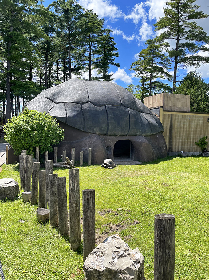 Prehistoric roommates: This giant tortoise habitat looks like it could be hosting the world's slowest cocktail party.
