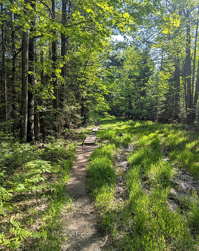 Towering sentinels stand guard over their domain, filtering sunlight into golden beams that dance across the forest floor.