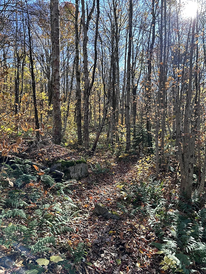 Fall's golden light transforms ordinary trees into extraordinary sentinels, standing watch over a forest floor carpeted in autumn's finest work.