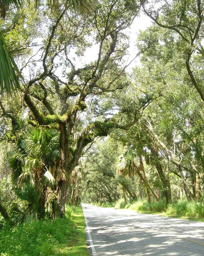 Ancient oaks draped with Spanish moss create a mesmerizing pattern overhead, their twisted branches telling stories of centuries of Florida weather.