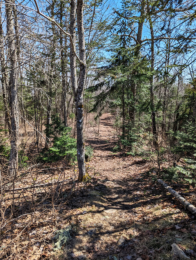 This woodland trail whispers promises of discoveries around every bend – nature's version of "just one more episode."