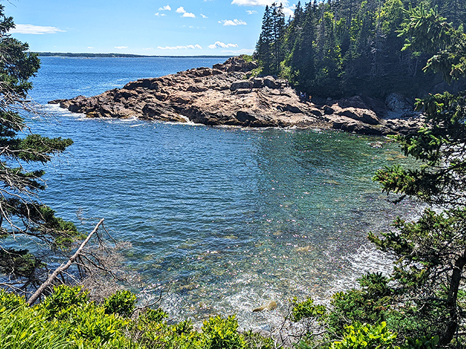 Acadia's dramatic coastline reveals itself between pine sentinels, the perfect frame for nature's most impressive canvas.