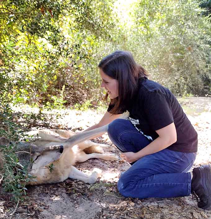 Belly rubs for a wolf might seem surreal, but it's just another Tuesday at Seacrest where the impossible becomes wonderfully routine.