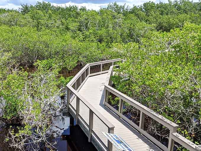 From above, the boardwalk looks like nature's highway system, except with better scenery and zero traffic jams.