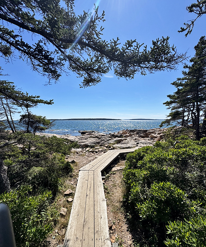 The forest path beckons with golden light, promising that the journey itself holds as much magic as the destination.