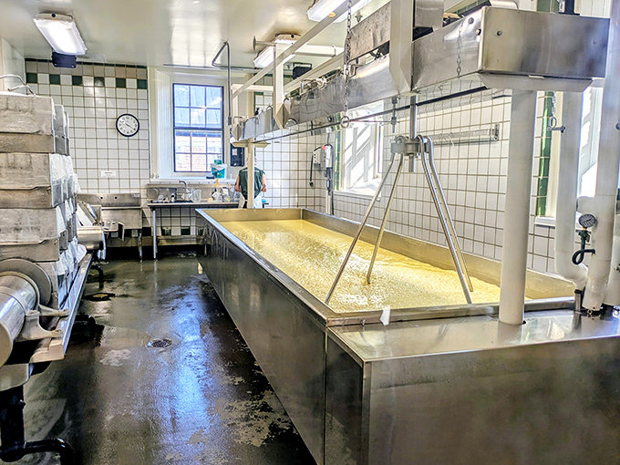 Cheese alchemy in progress: Stainless steel vats transform fresh milk into award-winning cheddar that makes taste buds dance.