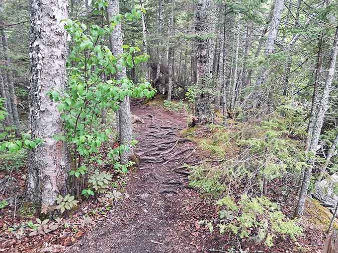 The less-traveled path offers its own rewards &ndash; gnarled roots and packed earth telling stories of countless footsteps before yours.