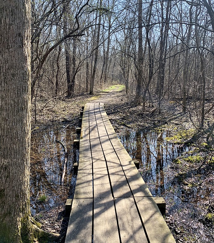 This humble wooden walkway bridges two worlds, carrying hikers safely over wetlands while preserving the delicate ecosystem below.