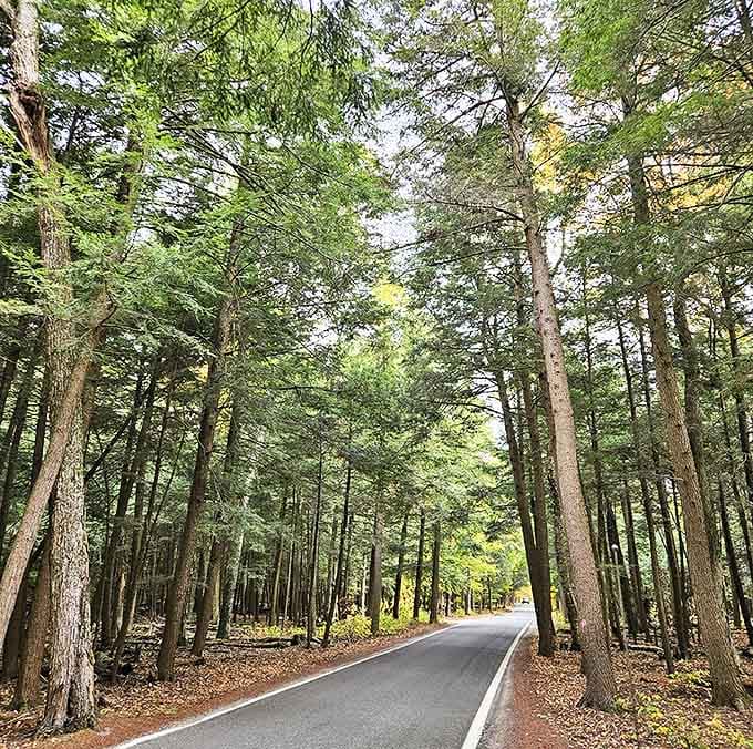 The dense forest creates cool, green tunnels for hikers to explore, where the modern world feels delightfully distant.