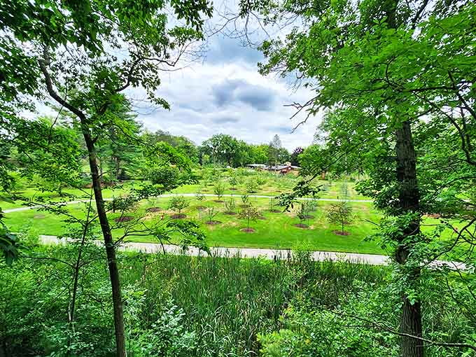 Young saplings stand in orderly rows, a living laboratory of forest regeneration that will mature alongside the children who visit today.