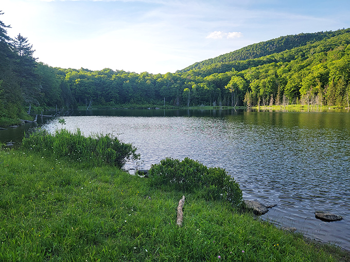 Serene lakeside view where forest meets water &ndash; the kind of spot that makes you want to cancel all appointments indefinitely.