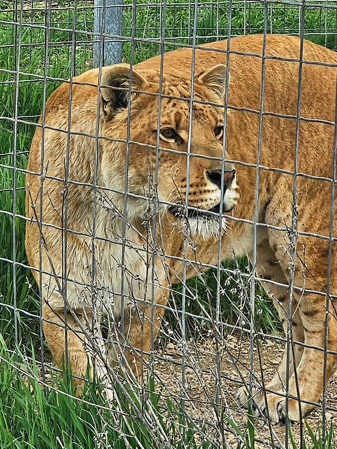 Fence line perspective: Even behind protective barriers, these magnificent creatures command respect and admiration from all who visit.