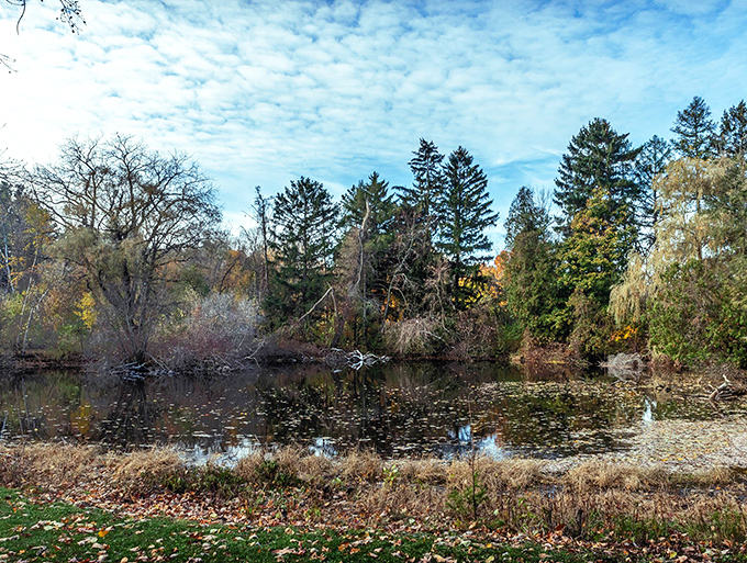 Reflections dance across the still pond surface, creating mirror images of surrounding trees in this peaceful woodland sanctuary.