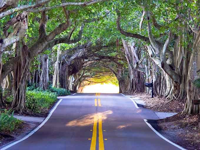 Those double solid yellow lines keep traffic organized while the trees overhead keep everything beautiful, a partnership that's been working perfectly for decades.