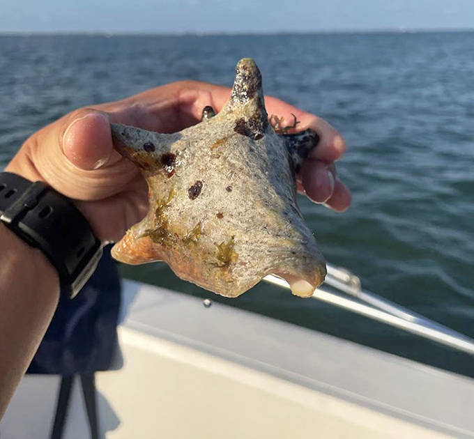 Treasure from the deep: This conch shell whispers tales of ocean adventures when held to your ear—no embellishment needed.