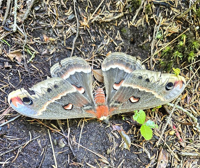 Even the insects at Gulf Hagas dress to impress &ndash; this silkmoth pauses on the trail, showing off nature's exquisite design work.