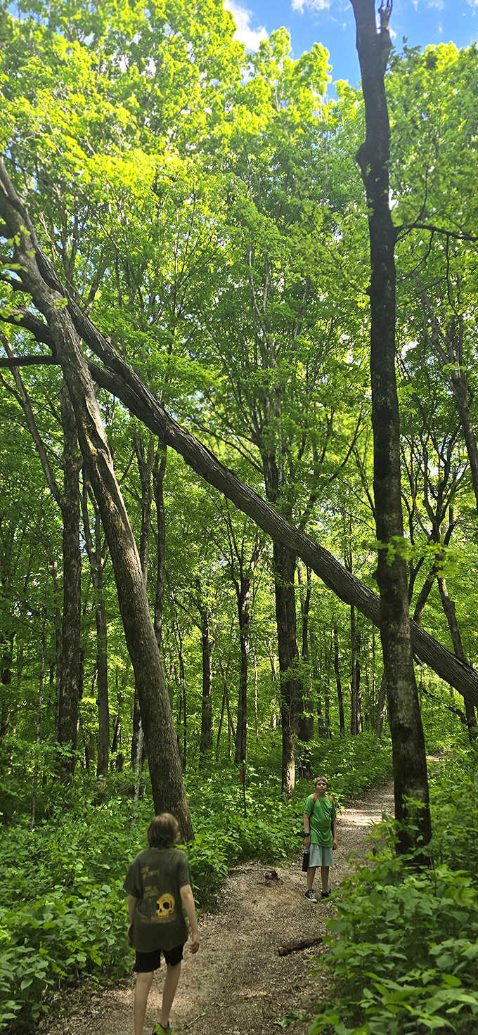 Towering trees create a natural cathedral above the cave, their roots sometimes reaching down into the very chambers below.