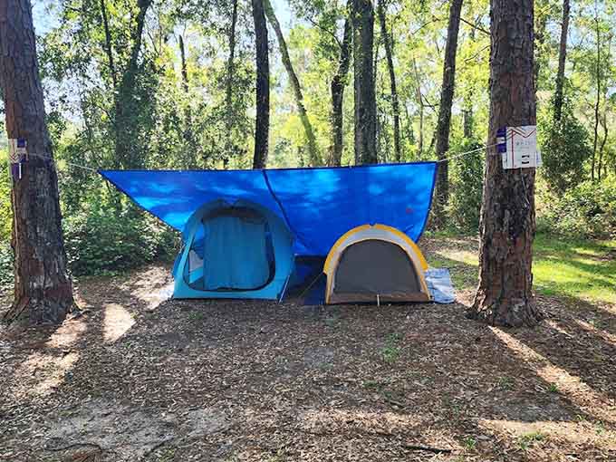 Your tent setup looks pretty good, though the trees have been camping here considerably longer and have some opinions about your technique.