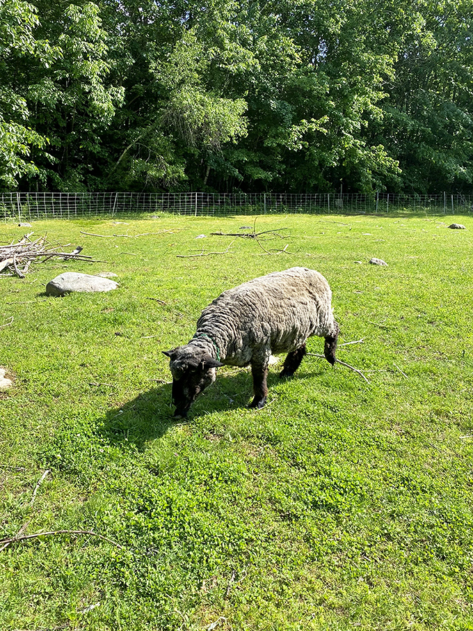 Peaceful grazing in the sunshine, this woolly sheep takes a break from trail duties to enjoy the lush pasture.