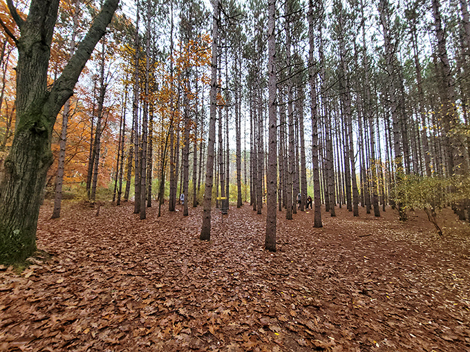 Fall transforms this pine stand into nature's cathedral, where leaf-carpeted floors and towering trunks create a sacred space of dappled light.