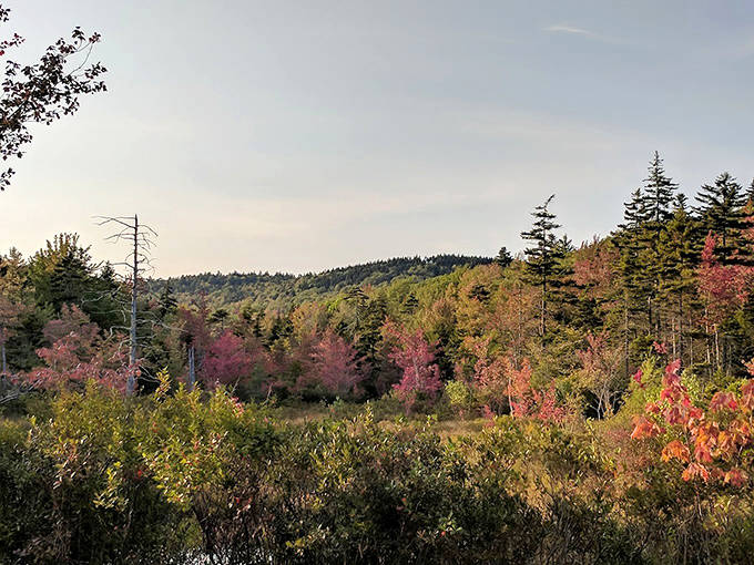 The forest opens to reveal breathtaking vistas that make you forget deadlines, emails, and whatever was stressing you out yesterday.