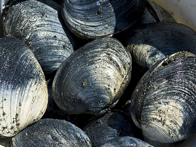 Clams at high tide! These glistening beauties are the inspiration behind Maine's happiest saying and tastiest chowders.