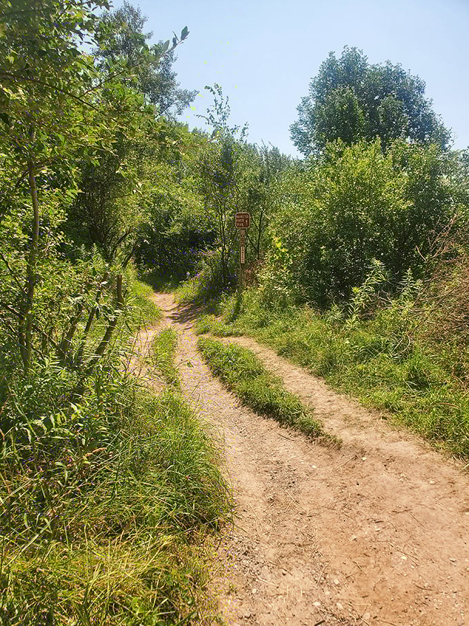 Two paths diverge in Michigan woods, both promising adventures for those willing to leave paved roads and predictable journeys behind.