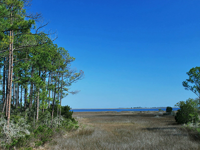Where forest meets coastline: Dickerson Bay's expansive marshlands create a stunning transition zone teeming with coastal wildlife.