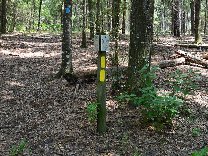 This unassuming trail marker holds the key to wilderness navigation, its yellow blaze a crucial breadcrumb for forest explorers.