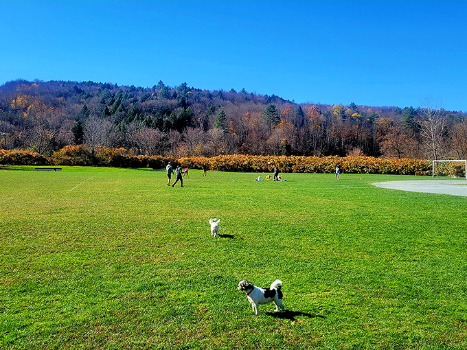 Dog River Field offers four-legged friends and their humans room to romp against a backdrop of Vermont's famous rolling hills.