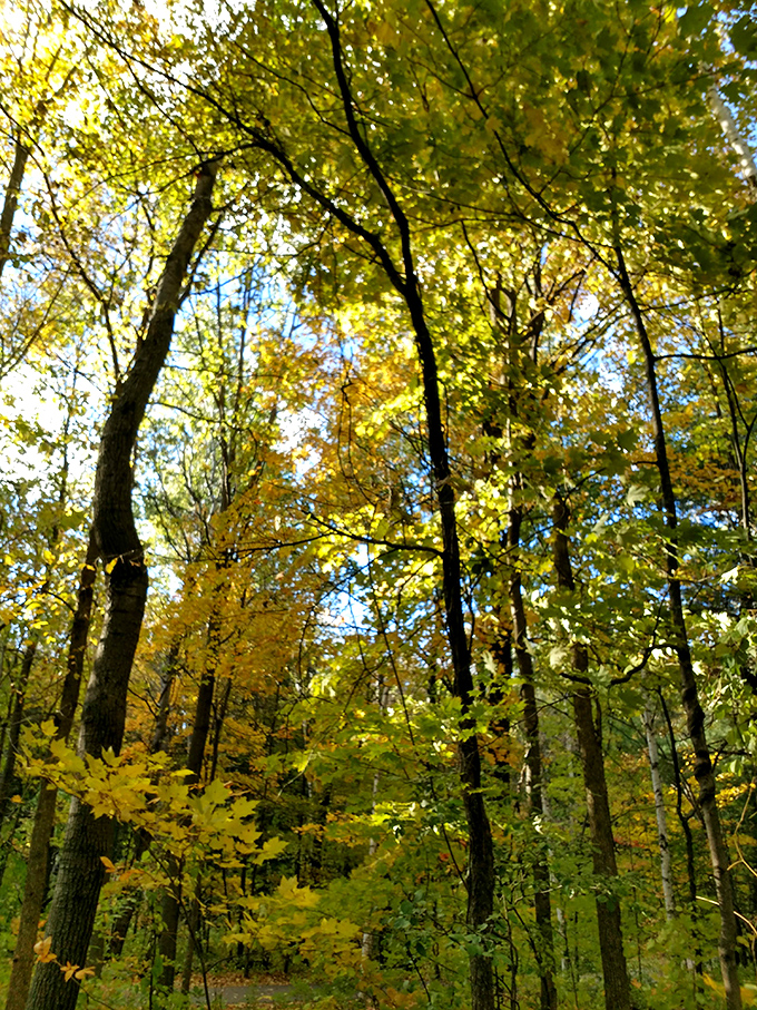 Autumn transforms the forest into a cathedral of golden light, where every leaf becomes a stained-glass masterpiece.