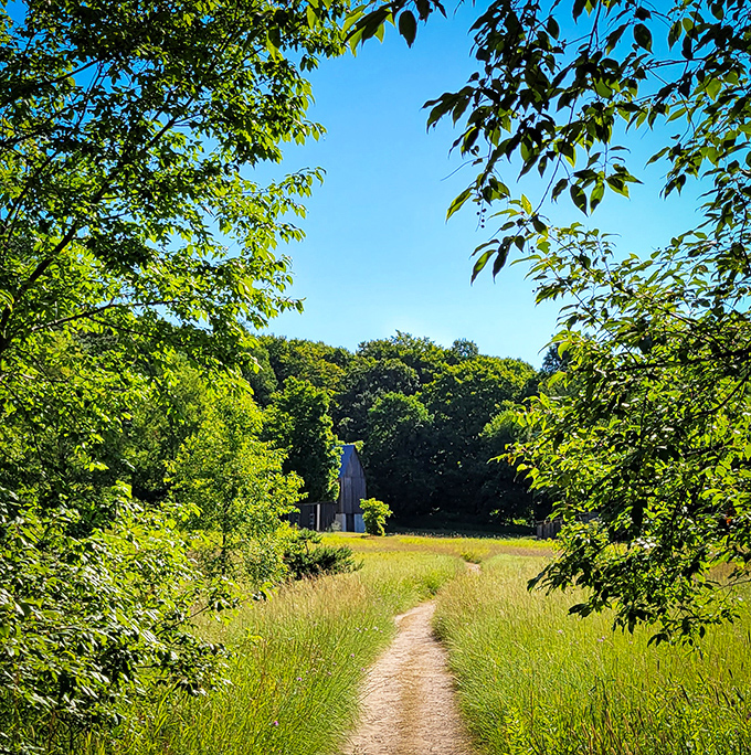 Nature's own yellow brick road cuts through tall grasses, leading not to Oz but something equally magical: unspoiled Michigan wilderness.