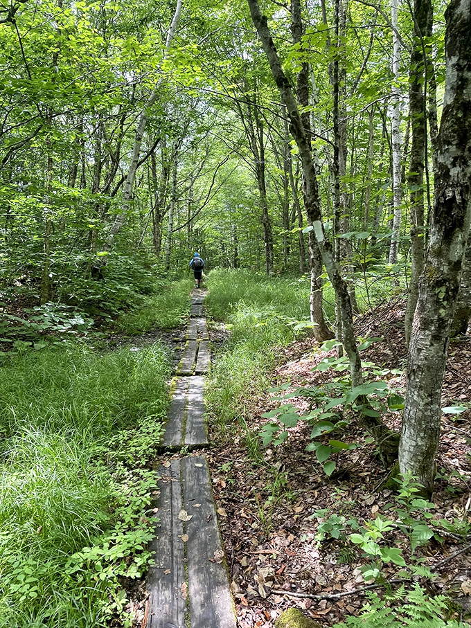 Wooden planks create a path through marshy terrain, inviting hikers to venture deeper into the wilderness without getting their feet wet.