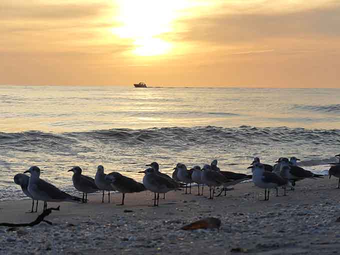 Sunset brings the day's final performance, reminding everyone why Florida sunsets are basically showing off at this point.