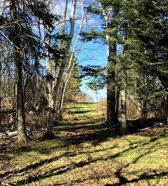 Tree-lined paths invite exploration of your island domain, leading to hidden clearings and scenic spots you'll claim as your own special discoveries.