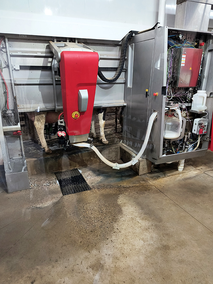 Behind the scenes, the robotic milking machine reveals the high-tech side of this traditional dairy farm &ndash; where innovation meets agricultural heritage.
