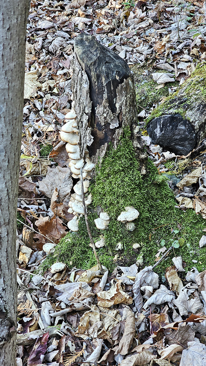 White mushrooms colonize a fallen log, demonstrating the cycle of life continues even among prehistoric surroundings.