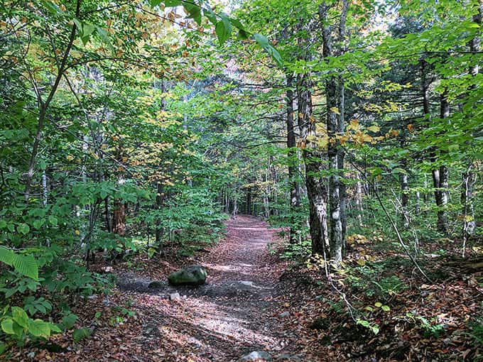 Forest trails wind through trees like nature's own maze, except instead of getting frustrated when you're lost, you're thrilled because everything looks this beautiful.