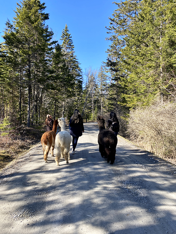 The path less traveled? Sure, if "less traveled" means "occasionally traversed by creatures with supermodel eyelashes."