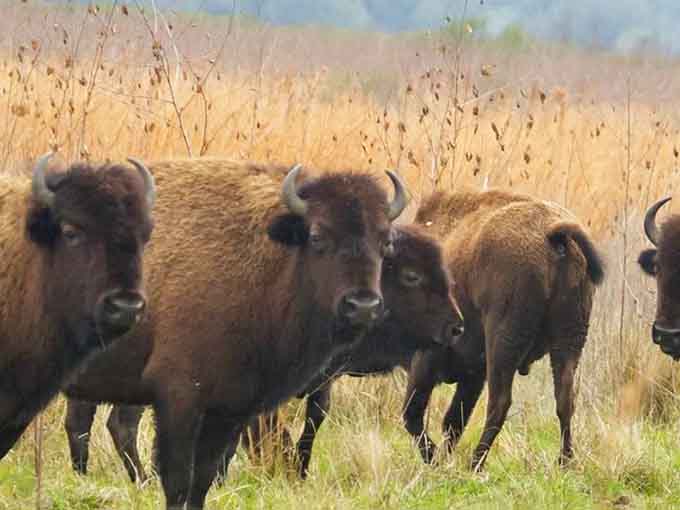 A herd of bison moving across the prairie is a sight that stops you in your tracks, camera or no camera.