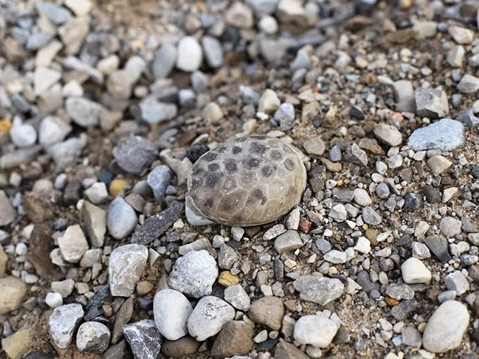 Beachcombers prize Petoskey stones for their distinctive honeycomb pattern &ndash; fos an ancient sea that once covered Michigan.
