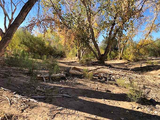 Gnarled branches create natural sculptures that remind you Mother Nature is the original abstract artist.