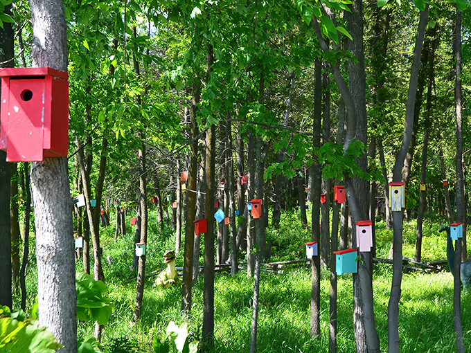 Each spring, tree swallows return to claim their colorful condos, creating a bustling community in this enchanted South Hero forest.
