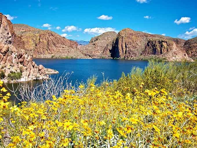 Spring wildflowers add unexpected color to the desert landscape, proving that even tough environments can produce moments of delicate beauty and natural wonder.