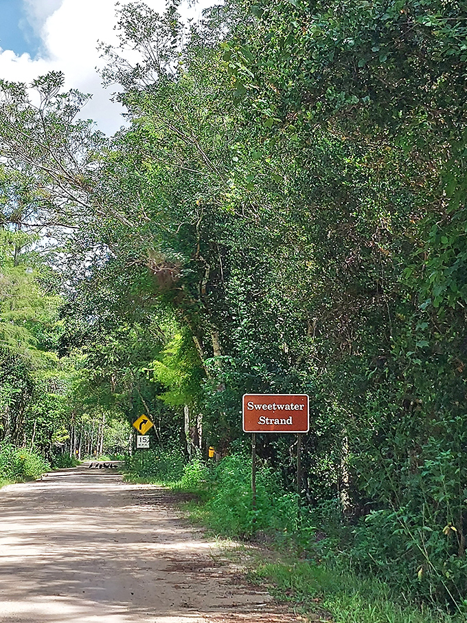 Sweetwater Strand &ndash; where the road crosses crystal-clear water flowing through the cypress, creating a perfect wildlife viewing spot.