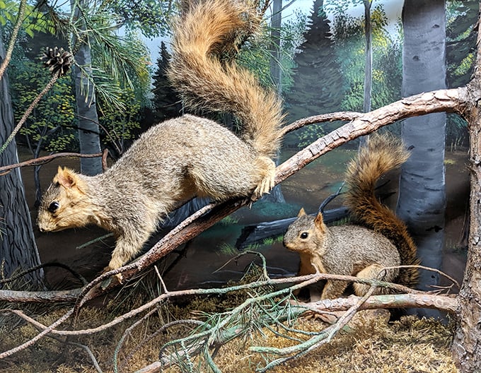 These squirrels, caught in everyday antics, remind us that common creatures can be extraordinary when we take time to really see them.