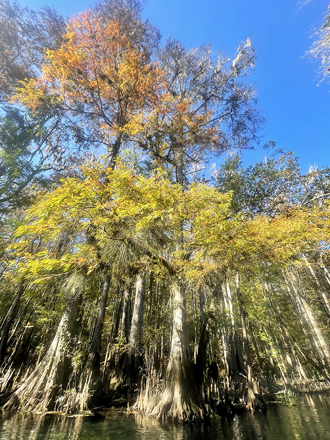 Cypress knees rise from the water like nature's sculpture garden &ndash; weird, wonderful, and perfectly placed by time itself.